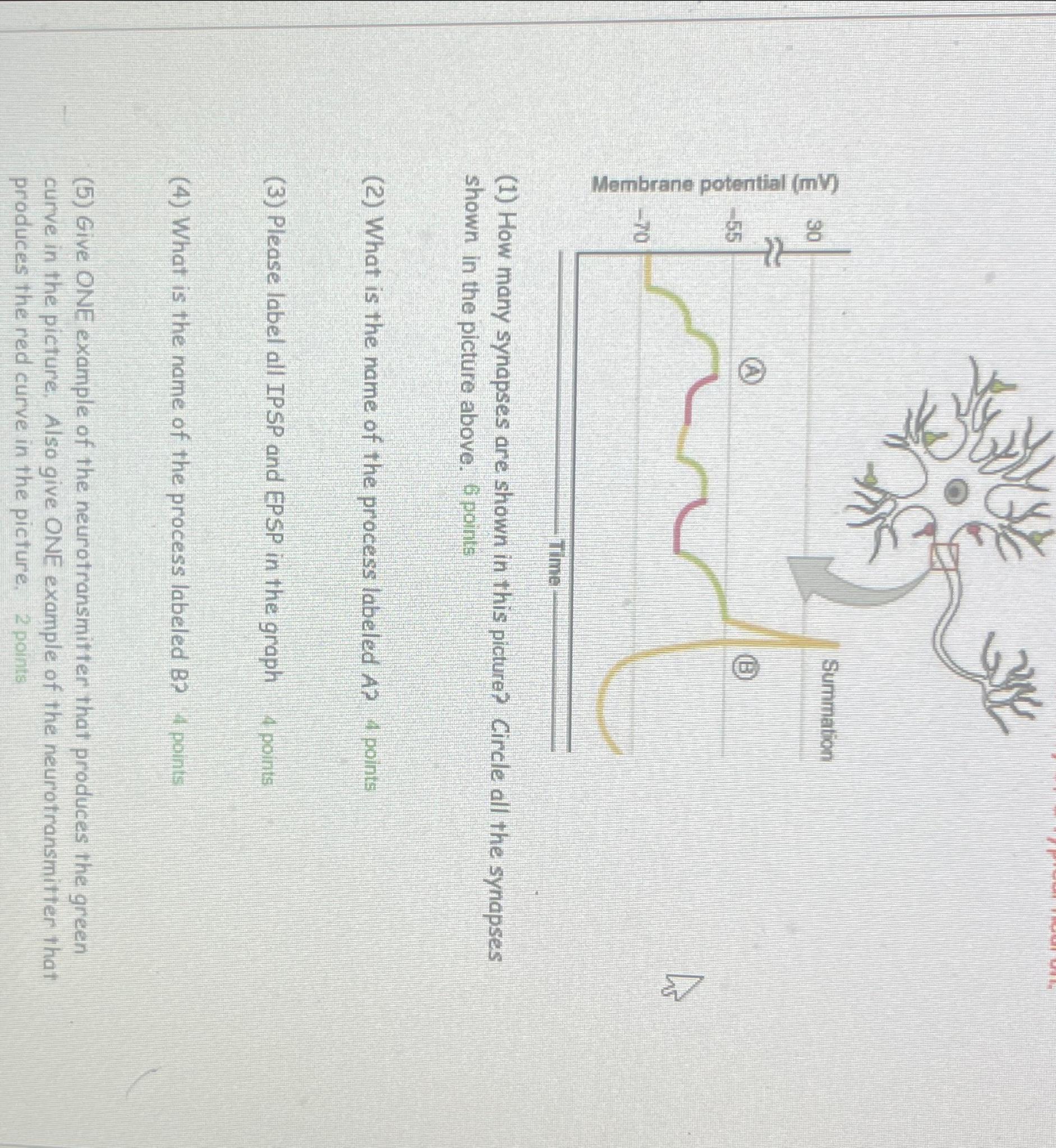Solved (1) ﻿How many synapses are shown in this picture? | Chegg.com