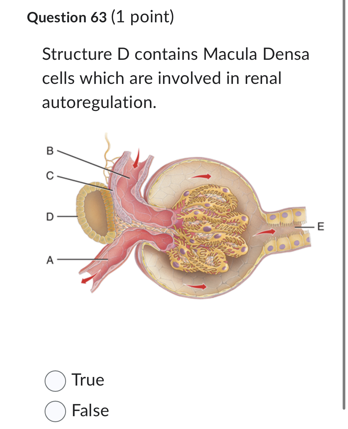 Solved Question 63 (1 ﻿point)Structure D contains Macula | Chegg.com