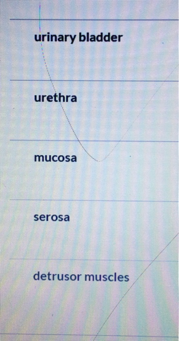 Solved urinary bladder urethra mucosa serosa detrusor | Chegg.com