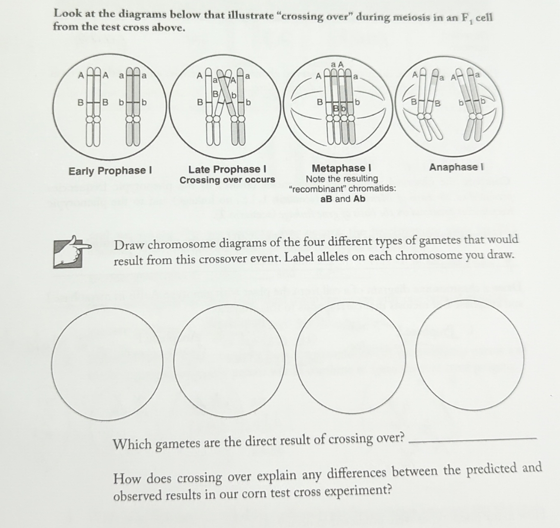 Solved Look at the diagrams below that illustrate "crossing | Chegg.com