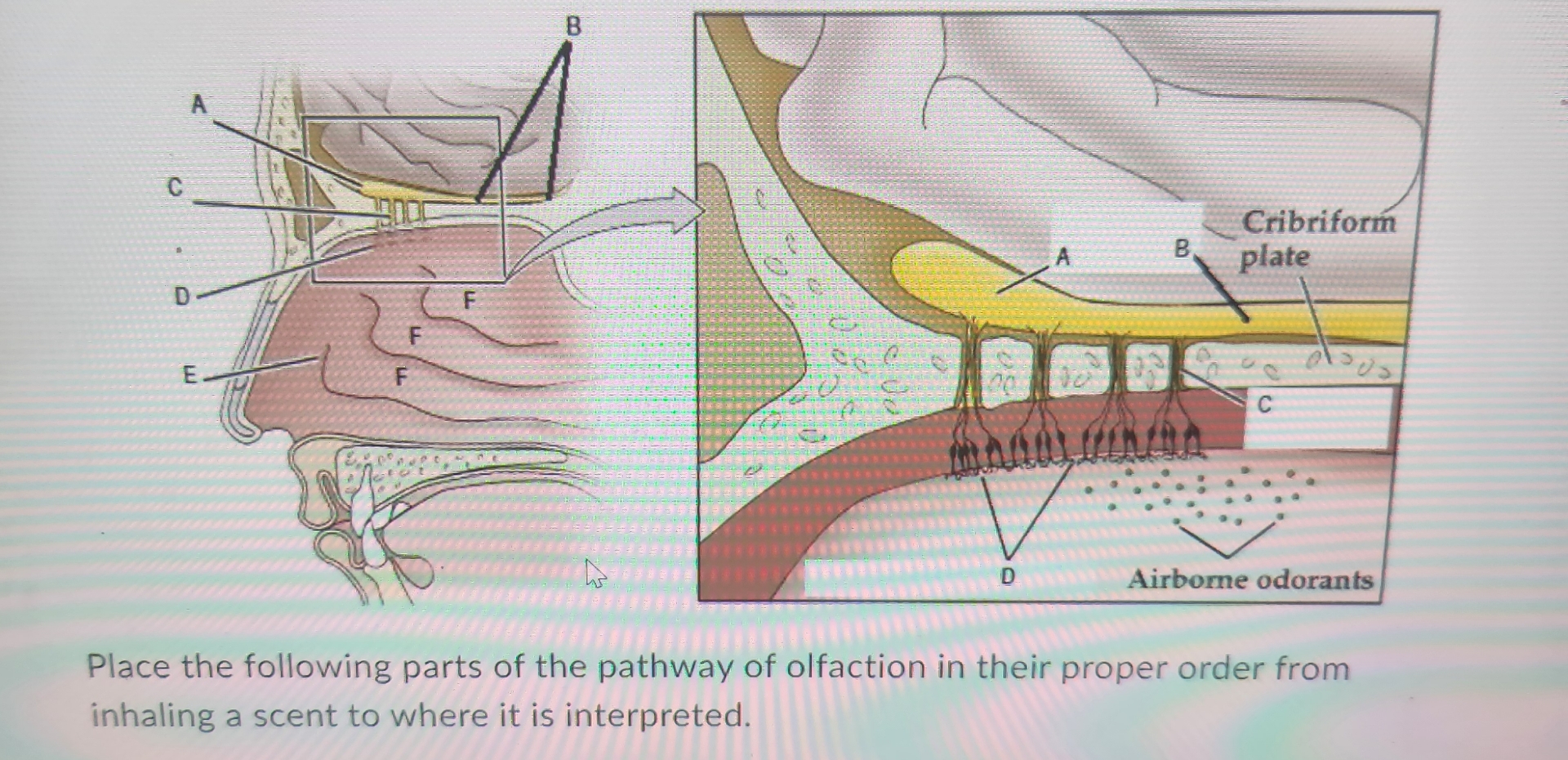 Solved Place the following parts of the pathway of olfaction | Chegg.com