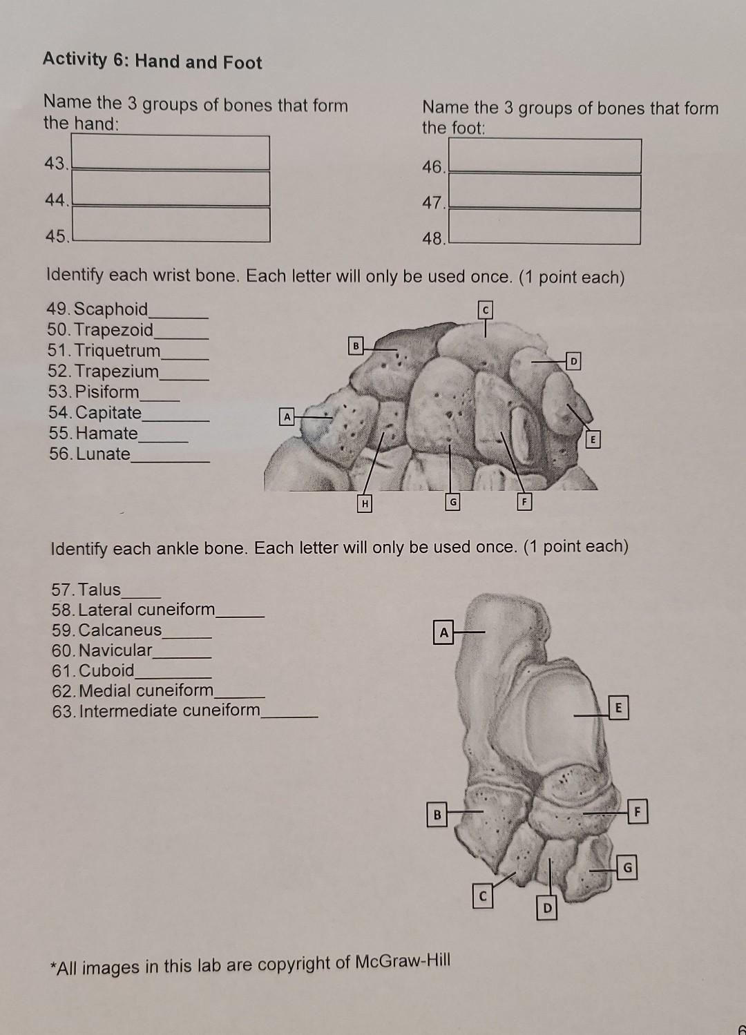 Solved Activity 6: Hand and Foot Name the 3 groups of bones | Chegg.com