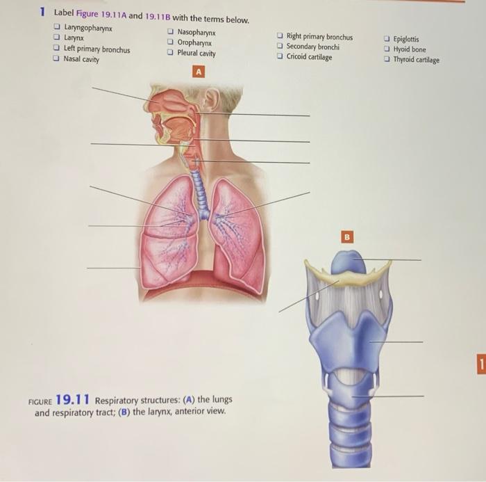 Solved 1 Label Figure 19.11A and 19.11B with the terms | Chegg.com