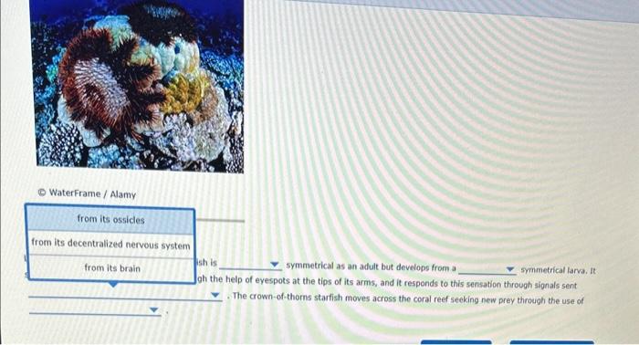 Solved Echinoderms are the only invertebrate group of | Chegg.com