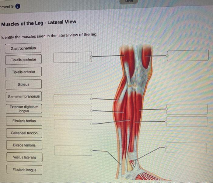 Solved Save nment 9 Muscles of the Leg - Lateral View | Chegg.com