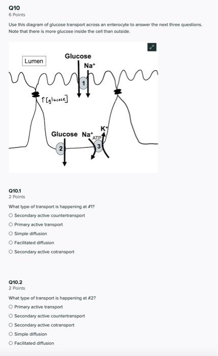 Solved Q10 6 Points Use this diagram of glucose transport | Chegg.com Solved Q10 6 Points Use this diagram of glucose transport | Chegg.com