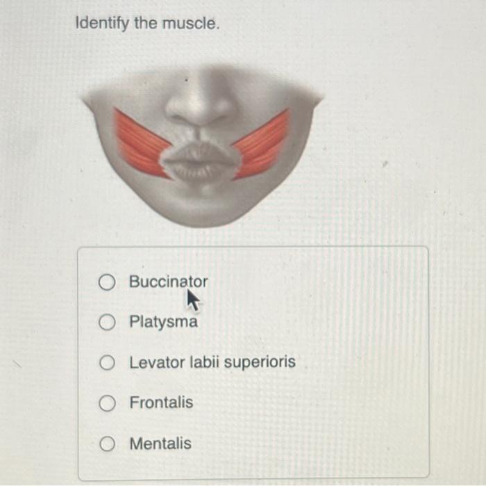 Solved Identify the muscle. W O Buccinator O Platysma O | Chegg.com