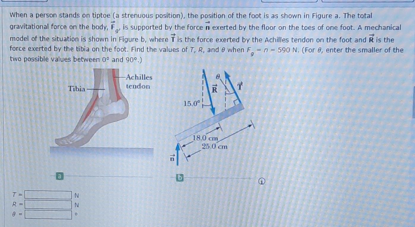 Solved When a person stands on tiptoe (a strenuous | Chegg.com