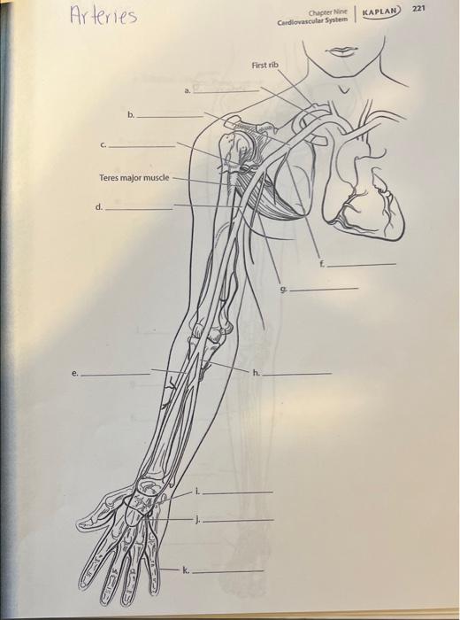 Solved KAPLAN 219 Arteries Chapter Nine Cardiovascular | Chegg.com