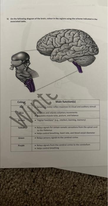 Solved 5) On the following diagram of the brain, colbur in | Chegg.com