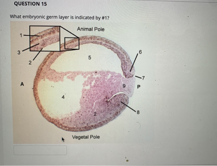 Solved QUESTION 11 What stage is the frog embryo in? А | Chegg.com