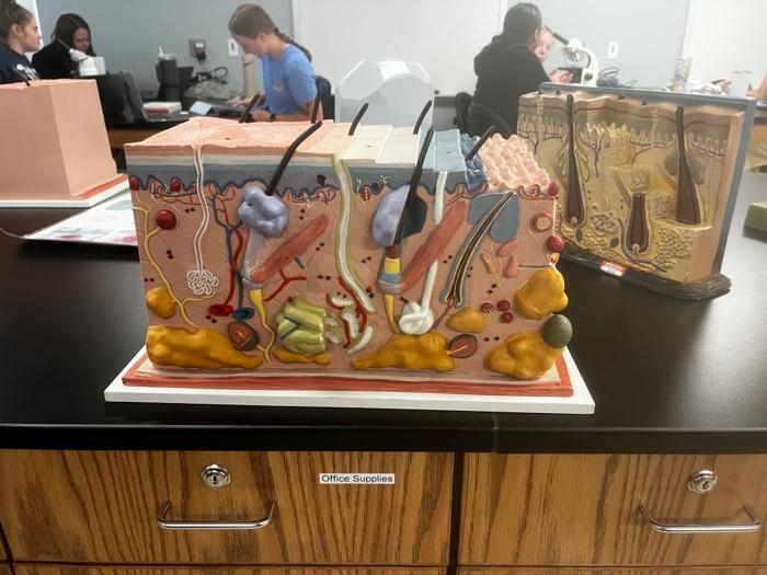 Solved Can you label each and every part of this skin model? | Chegg.com