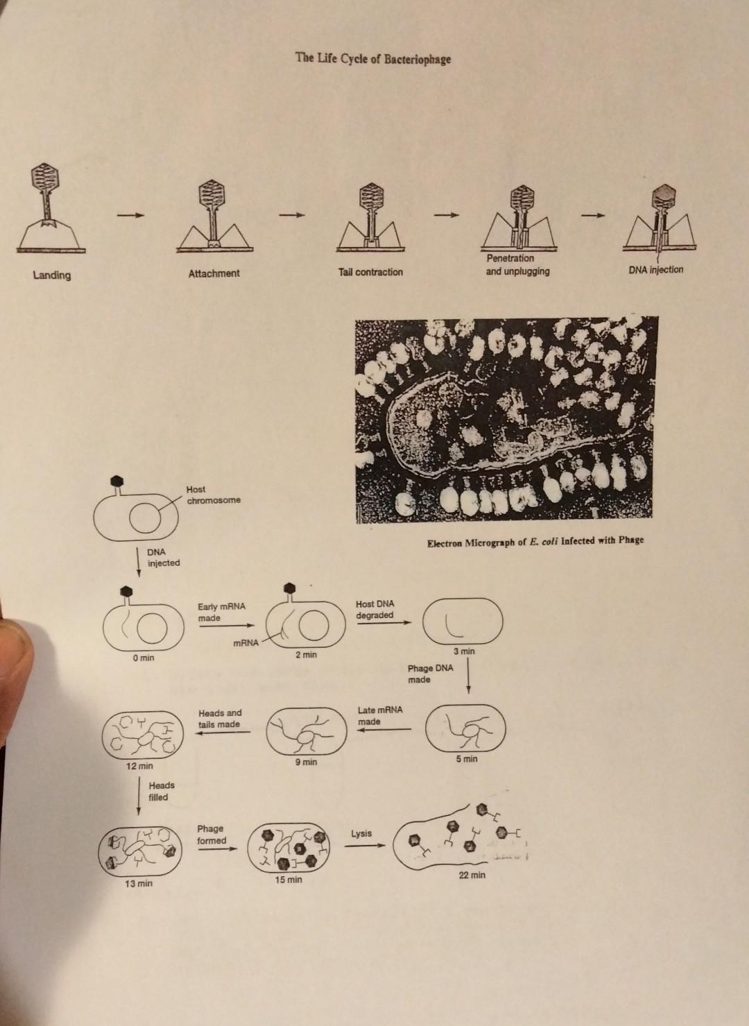 PHAGE TITRATION Items to Know: 1. Phage: this is a | Chegg.com