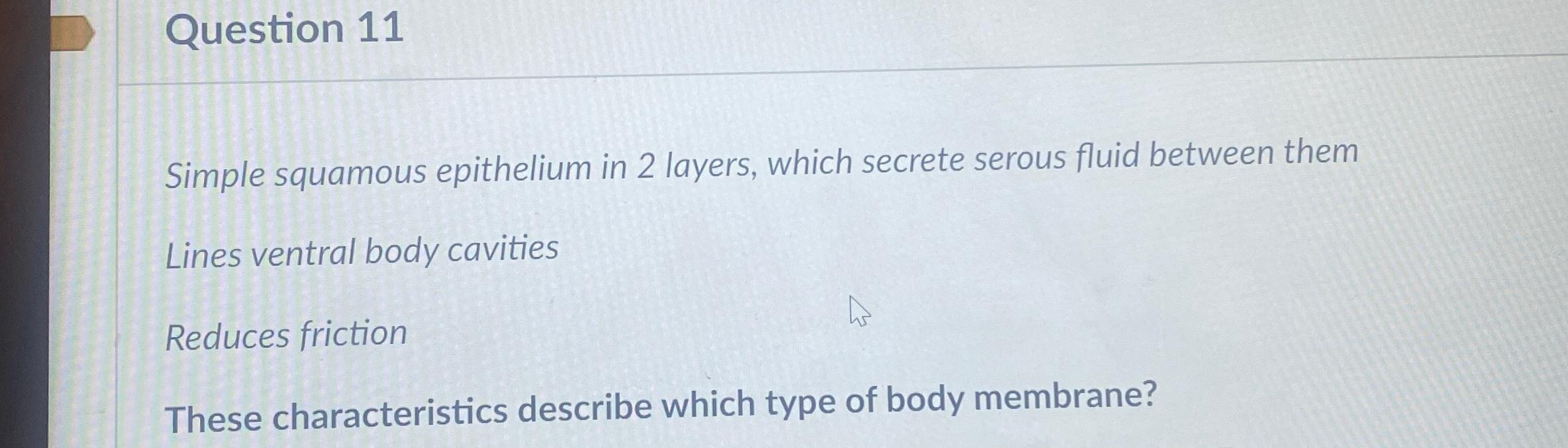 Solved Question 11simple Squamous Epithelium In 2 ﻿layers 9889