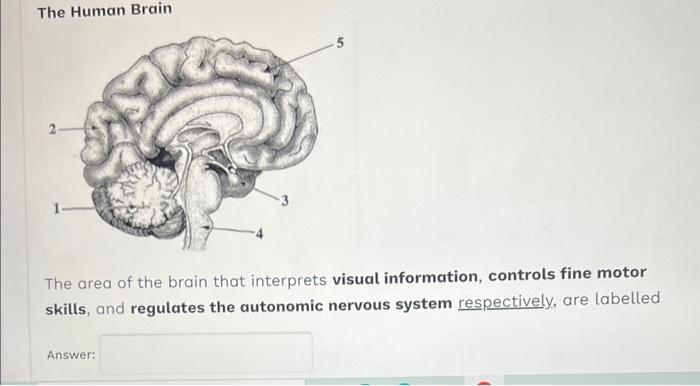 Solved The Human Brain The area of the brain that interprets | Chegg.com