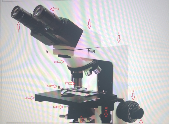 Solved Match the following parts of the microscope to the | Chegg.com