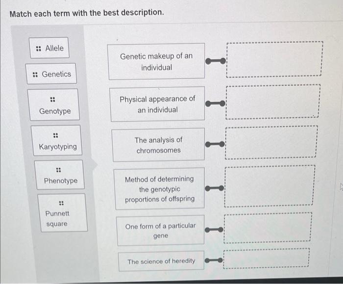 Solved Match each term with the best description. :: Allele | Chegg.com