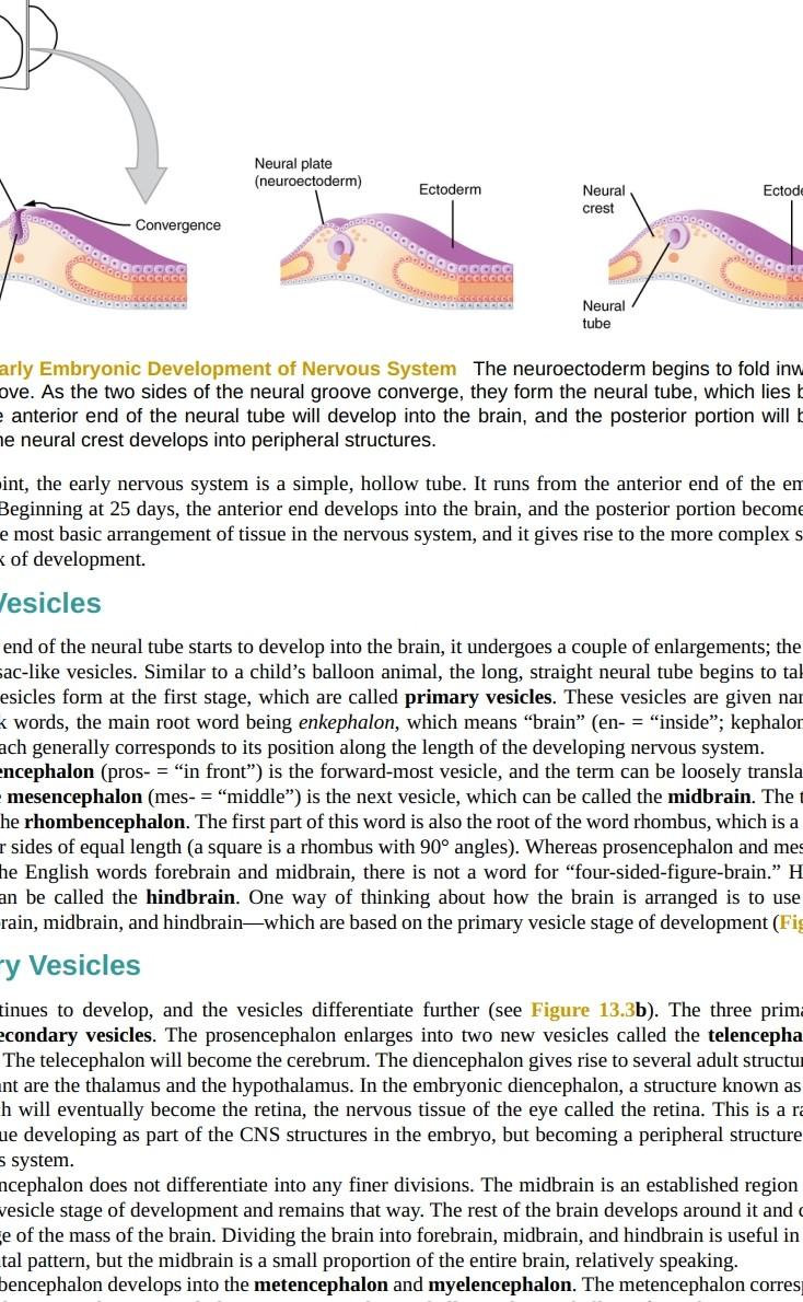 Neural plate (neuroectoderm) Ectoderm Ectod Neural | Chegg.com