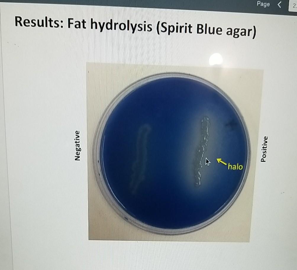 Solved The following biochemical hydrolysis tests were | Chegg.com