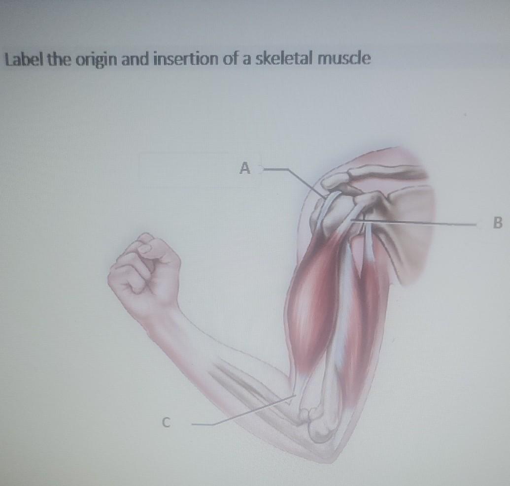 Solved Label the origin and insertion of a skeletal muscle B | Chegg.com