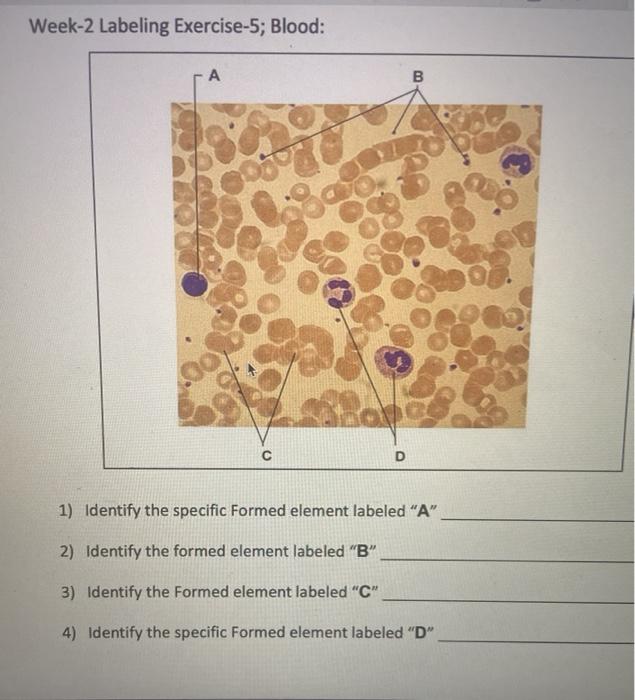 Solved Week-2 Labeling Exercise-5; Blood: А B с D 1) | Chegg.com