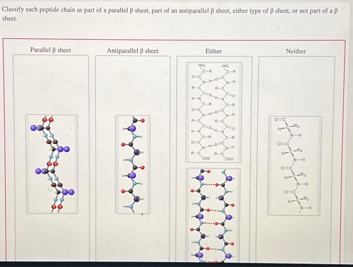 Solved Classify each peptide chain as part of a parallel β | Chegg.com Solved Classify each peptide chain as part of a parallel β | Chegg.com
