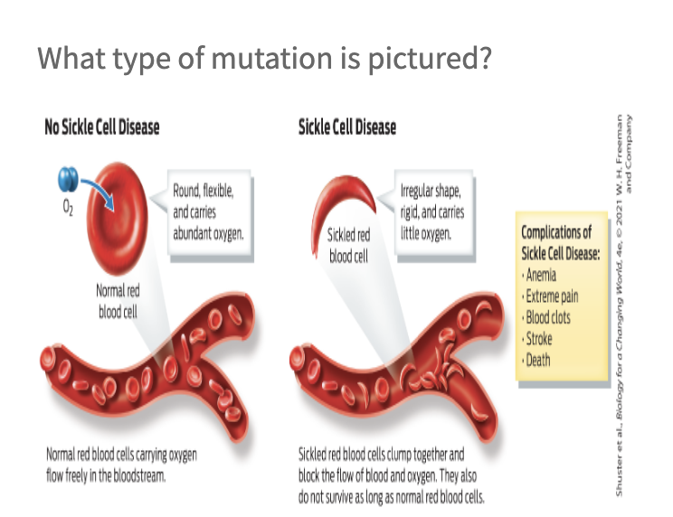 Solved What type of mutation is pictured?No Sickle Cell | Chegg.com