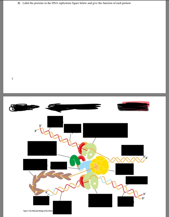 Solved 8) Label the proteins in the DNA replication figure | Chegg.com