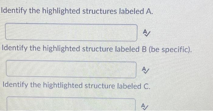 Solved A B С Identify the highlighted structures labeled | Chegg.com