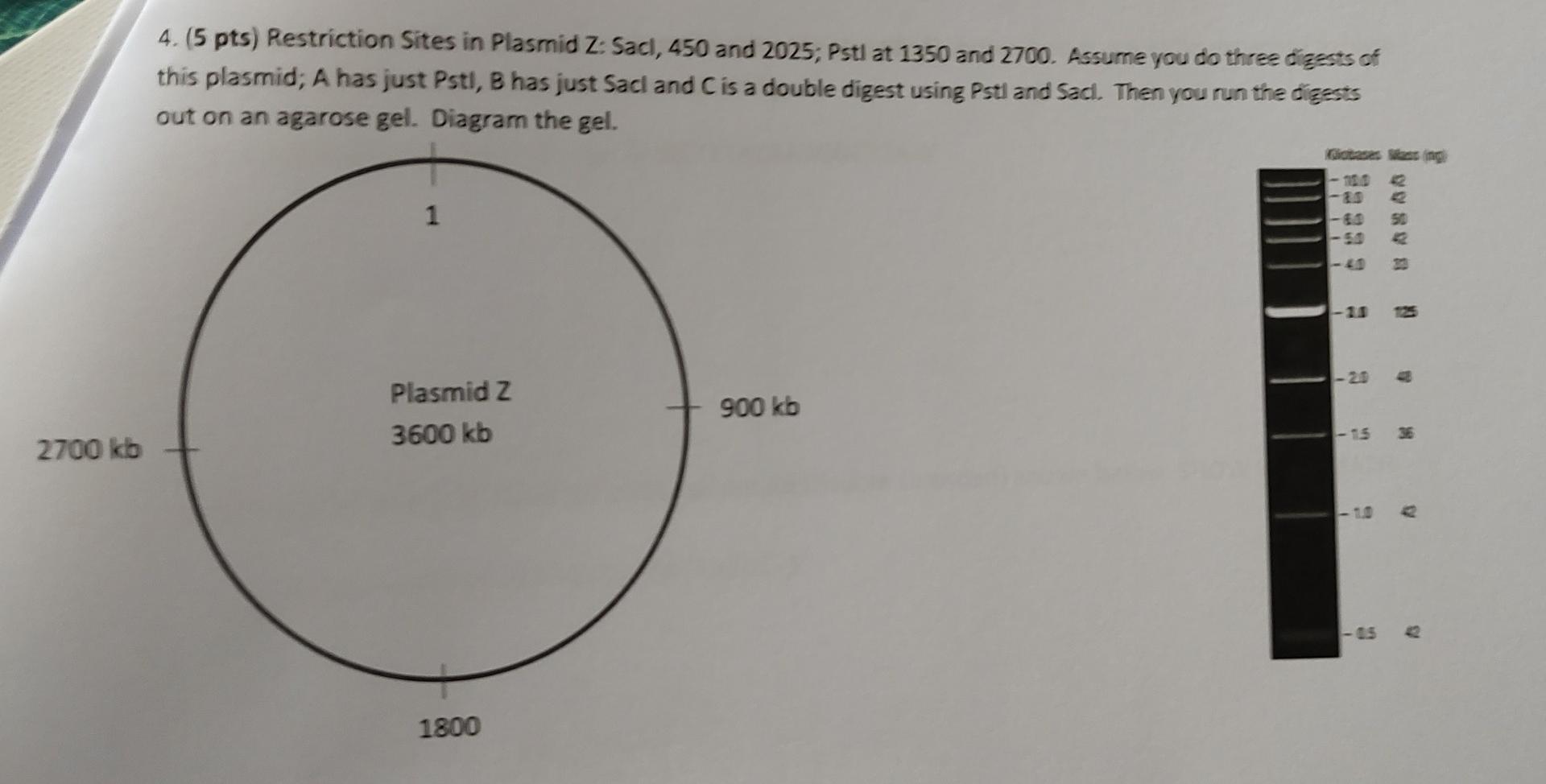 4. (5 pts) Restriction Sites in Plasmid Z: Sacl, 450 | Chegg.com