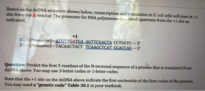 Solved Based on the dsDNA sequence shown below, | Chegg.com