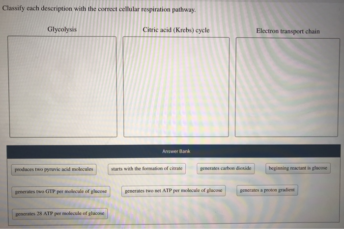 Solved Classify each description with the correct cellular | Chegg.com