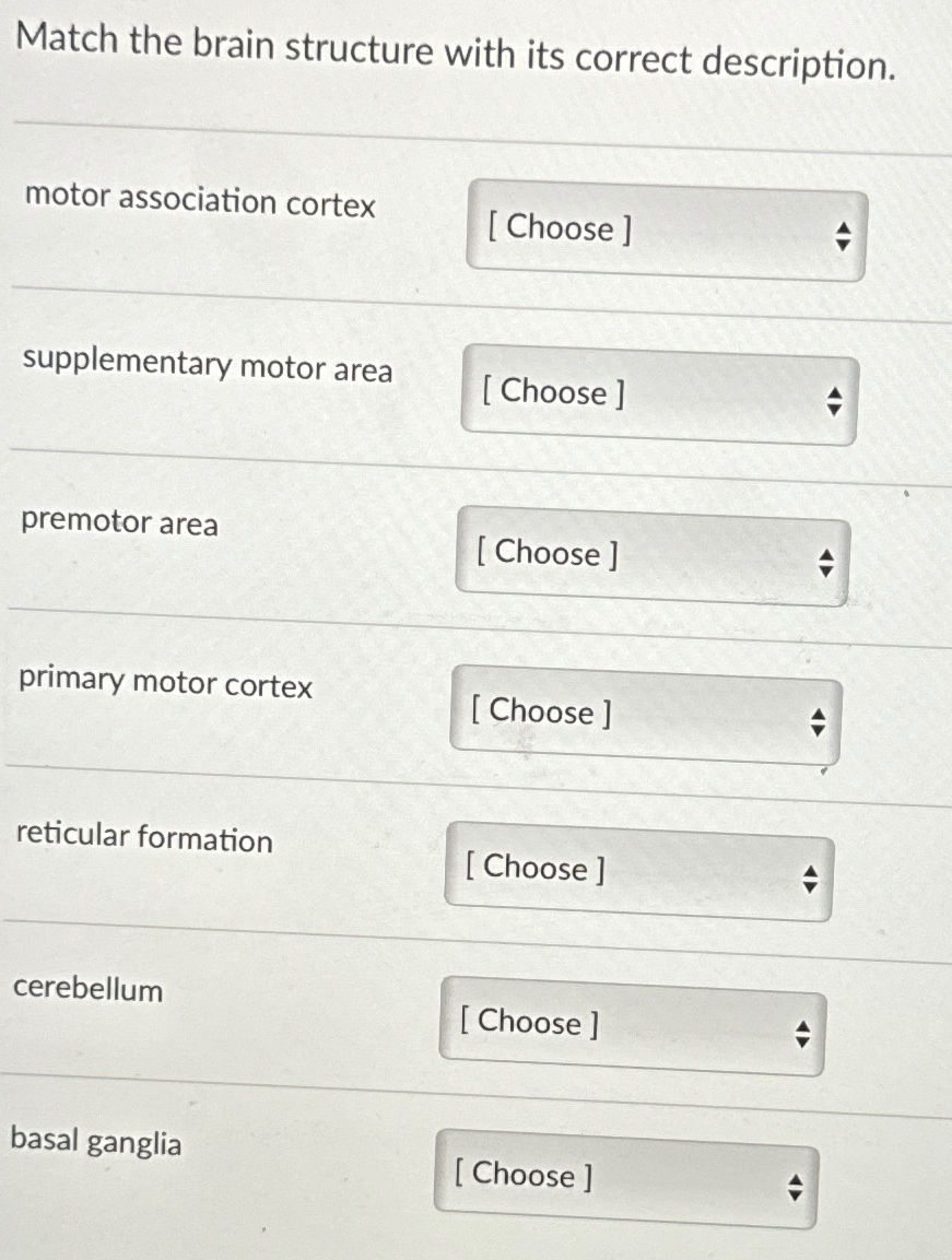 Solved Match the brain structure with its correct | Chegg.com