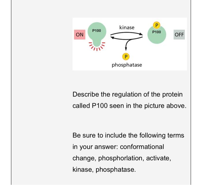 Solved Describe the regulation of the protein called P100 | Chegg.com