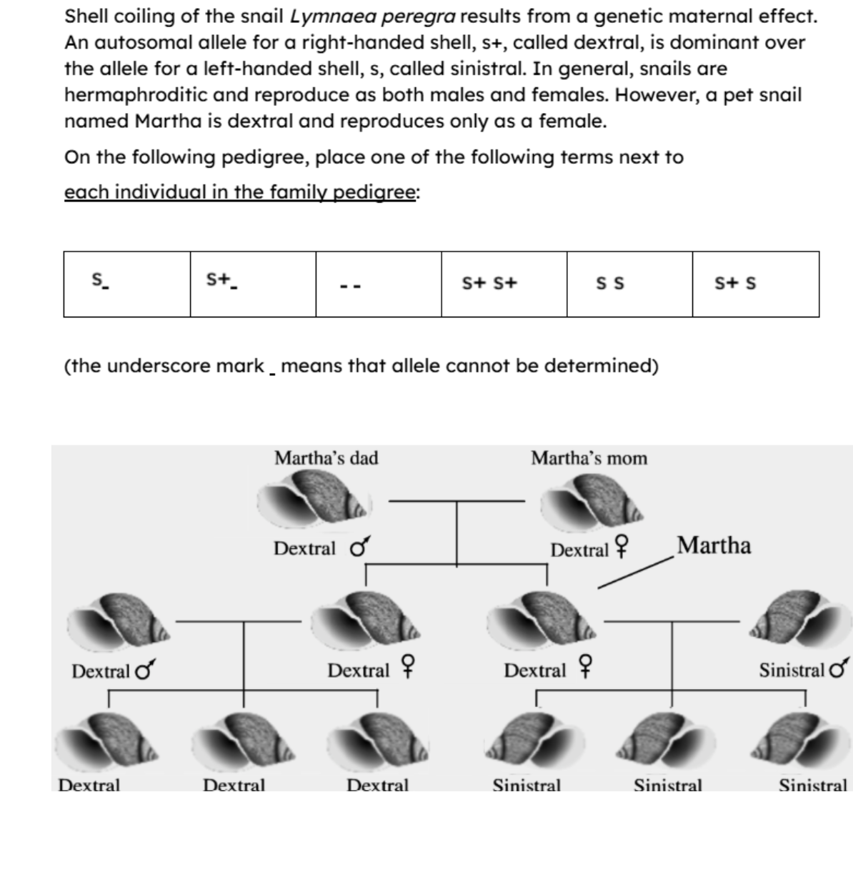 Solved Shell coiling of the snail Lymnaea peregra results | Chegg.com