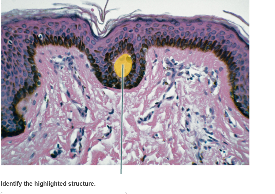 Solved identify the highlighted structure | Chegg.com