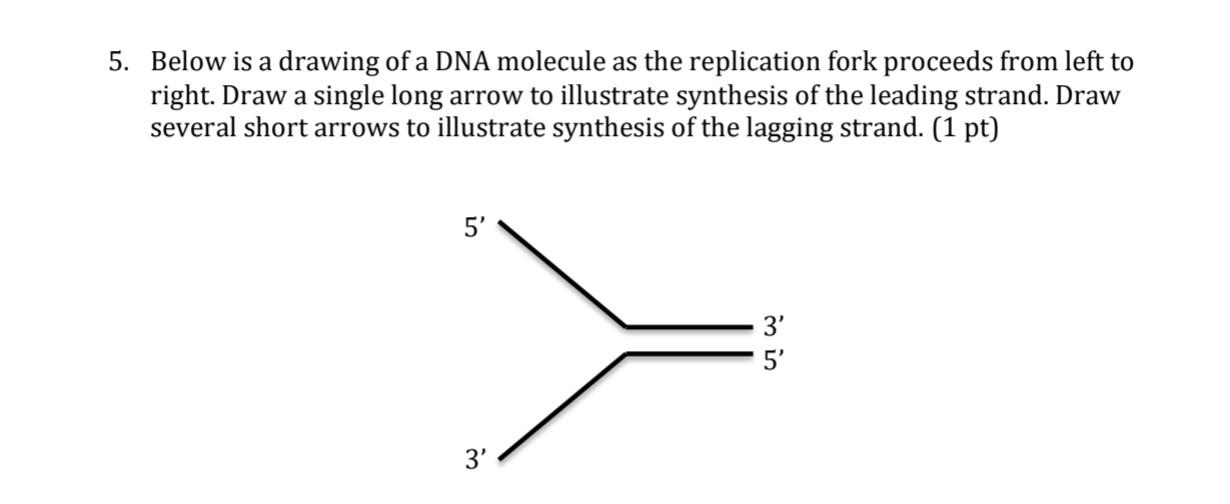 [Solved]: Below is a drawing of a DNA molecule as