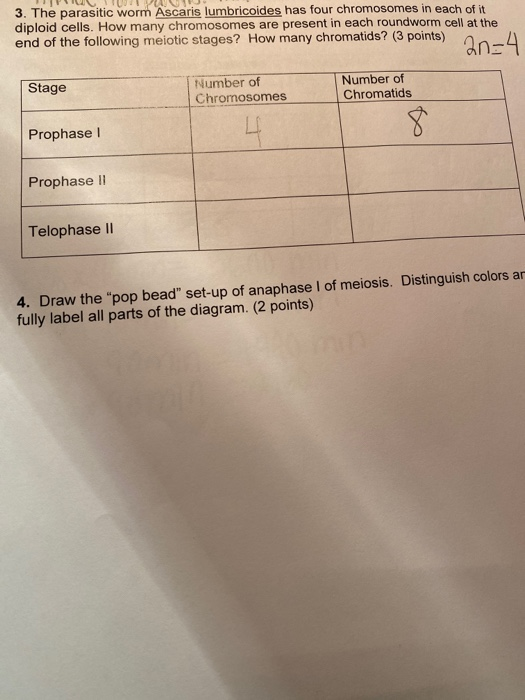 Solved PIPII III 3. The parasitic worm Ascaris lumbricoides | Chegg.com