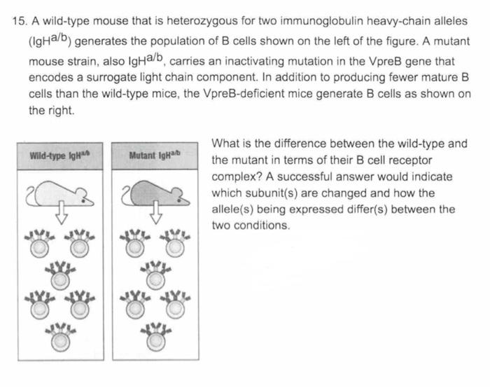 Solved 15. A wild-type mouse that is heterozygous for two | Chegg.com