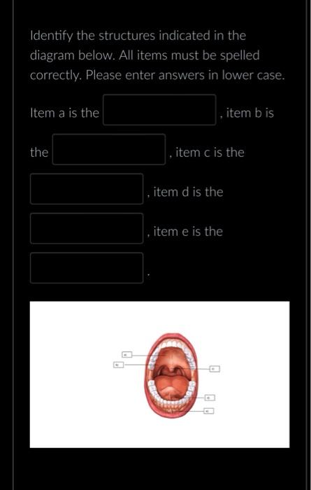 Solved Identify the structures indicated in the diagram | Chegg.com