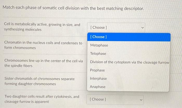 Solved Match each phase of somatic cell division with the | Chegg.com