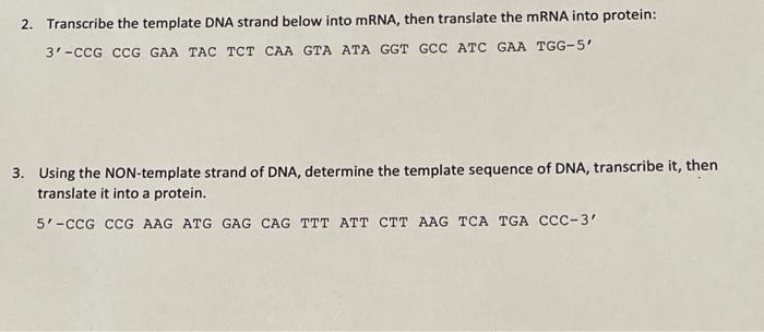 Solved 2. Transcribe the template DNA strand below into | Chegg.com