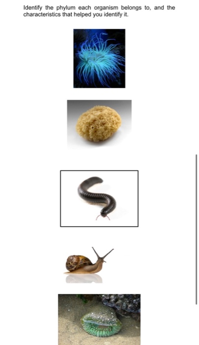 Solved Identify the phylum each organism belongs to, and the | Chegg.com