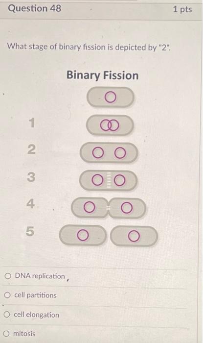 Solved What stage of binary fission is depicted by " 2 ". | Chegg.com