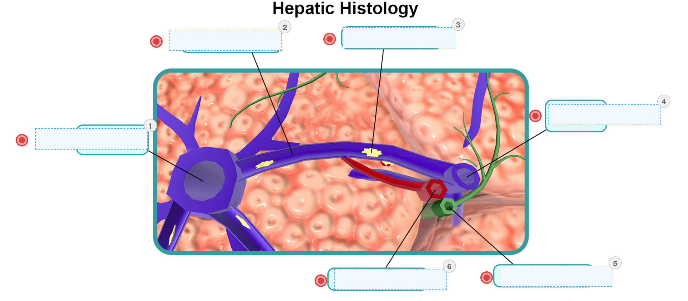 Solved Hepatic Histology - ﻿label the diagram by dragging | Chegg.com