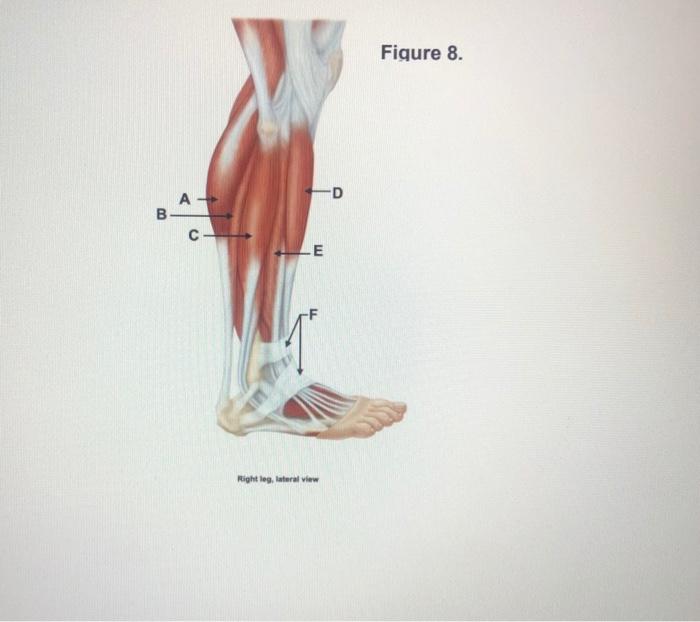 Solved Figure 8. D А B C- E Right leg, lateral view Lab | Chegg.com