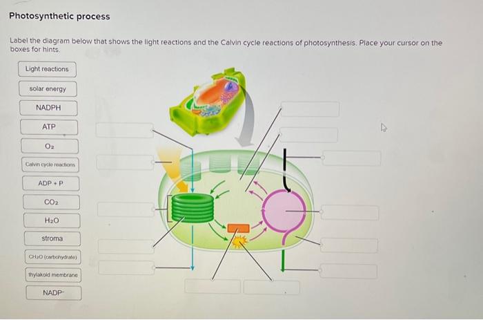Solved Photosynthetic process Label the diagram below that | Chegg.com