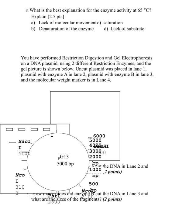 Solved QI. Graph the effect of Temperature on Amylase | Chegg.com