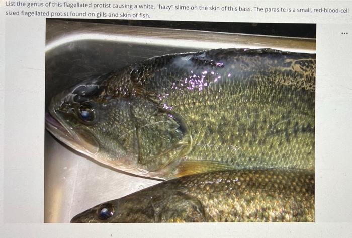 Solved To protect fish from brown blood disease caused by | Chegg.com