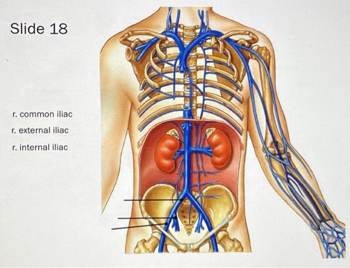 Solved Lab Act 1: Major Arteries and Veins Open the Slide | Chegg.com